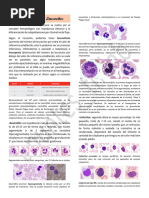 Morfología de Mielocitos y Metamielocitos | PDF | Linfocitos | Nucleo ...