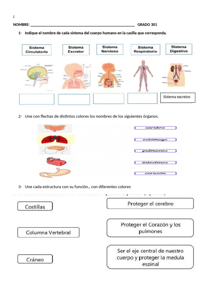 Actividades sobre sistemas del cuerpo humano | PDF