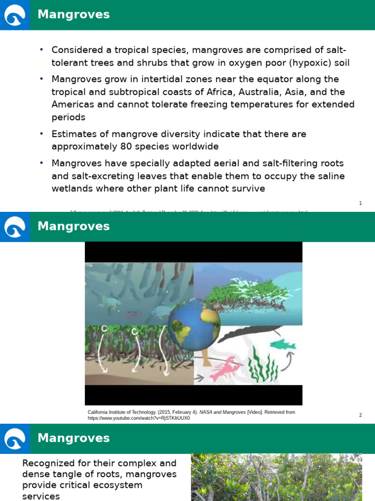 Emma McDonough - Copy of Mangroves | PDF | Mangrove | Earth Sciences