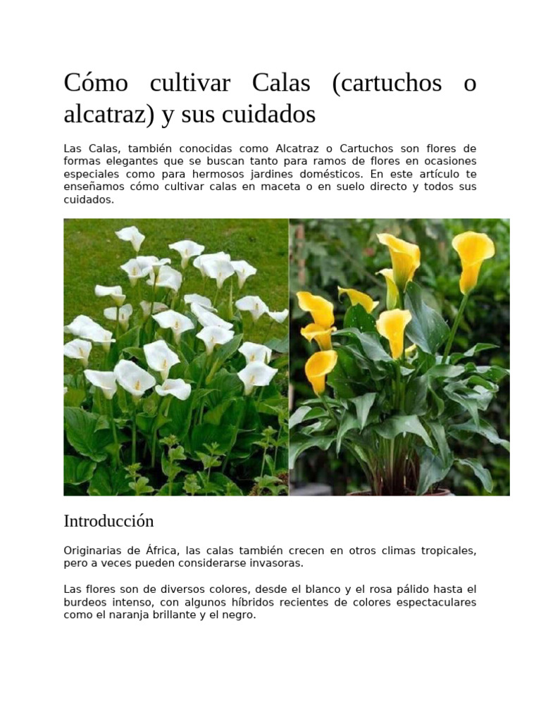 Cultivo y cuidados de calas | PDF | Plantas | Botánica