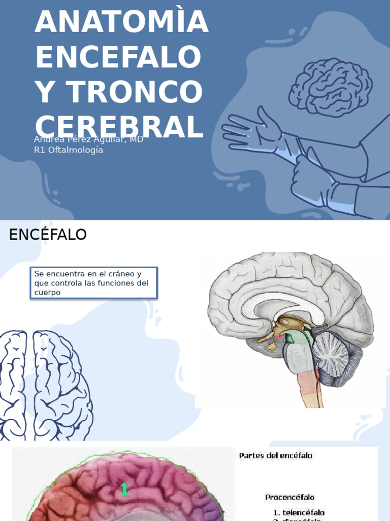 Anatomía del Encefalo y Tronco Cerebral | PDF | Sistema nervioso ...
