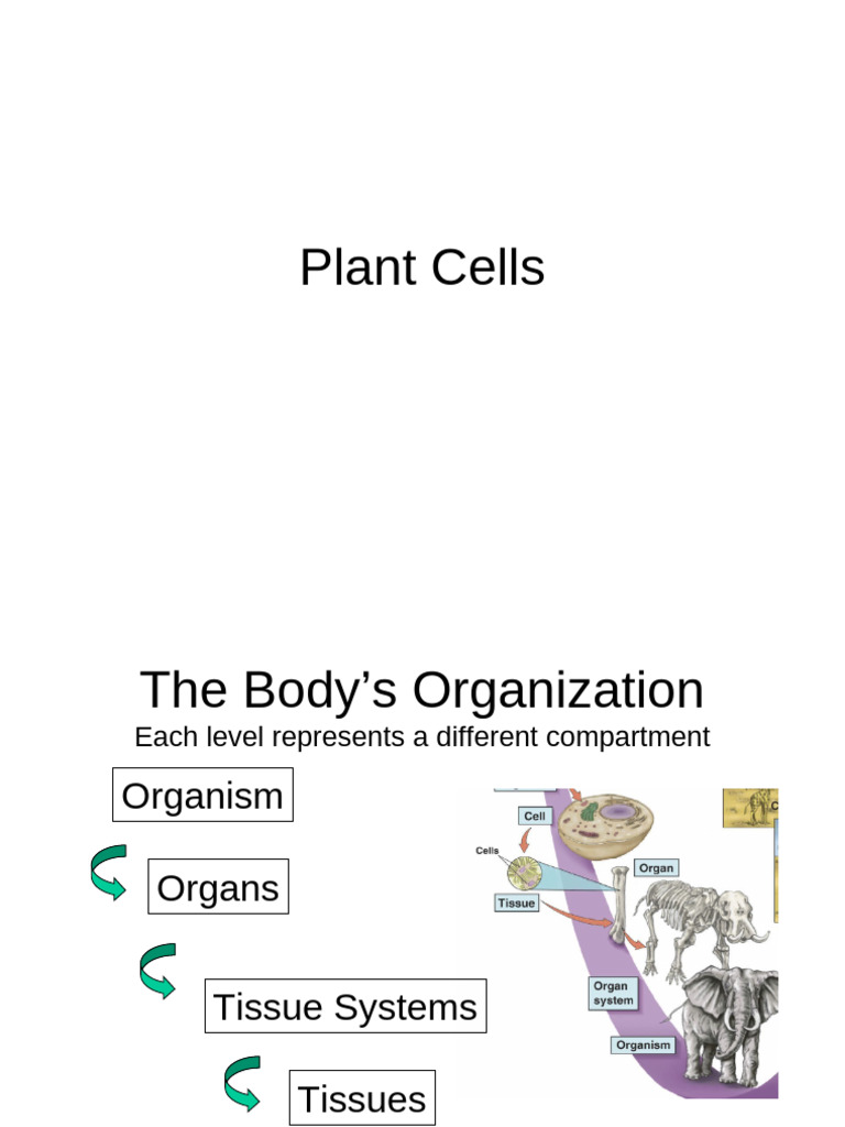 07.plant Cells and Tissues | PDF | Tissue (Biology) | Chloroplast