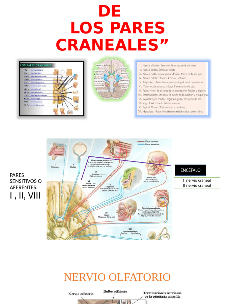 Par Craneal 1 y 2 | PDF | Percepción visual | Ligero