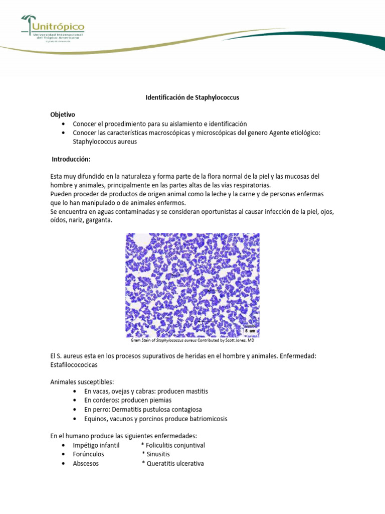 Guía Staphylo | PDF | Staphylococcus Aureus | Microbiología