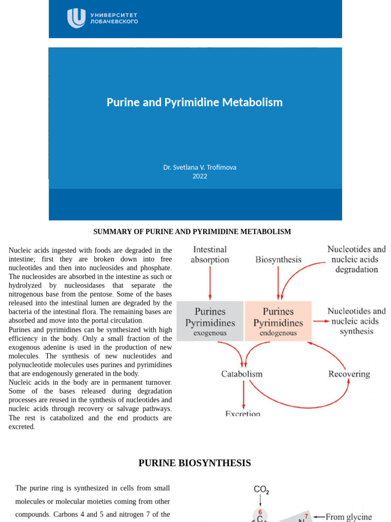 Lecture - 12 - Purine and Pyrimidine Metabolism | PDF | Nucleotides | Biosynthesis