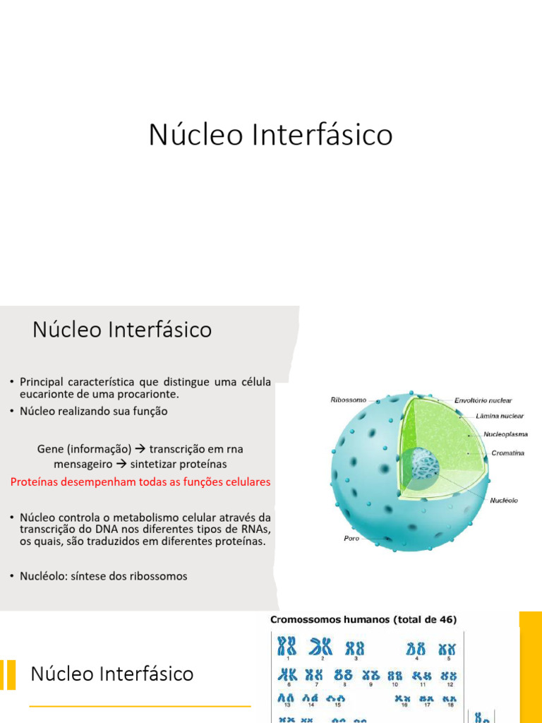 Estrutura e Função do Núcleo Interfásico | PDF
