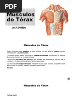 Anatomia dos Músculos do Tórax | PDF | Anatomia humana | Sistema Locomotor