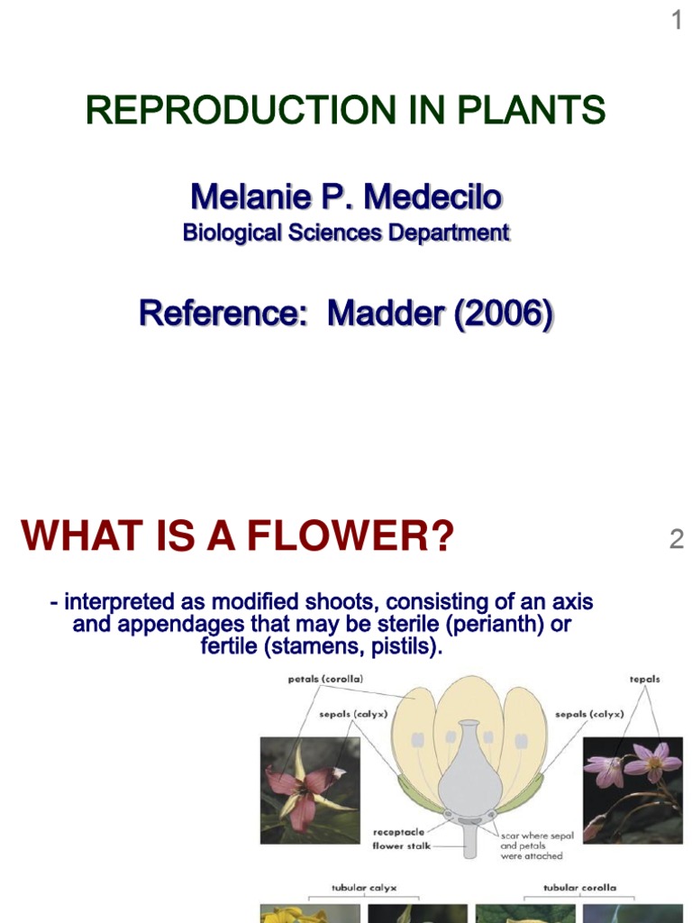 Plant Reproductive Structures | PDF | Fruit | Seed