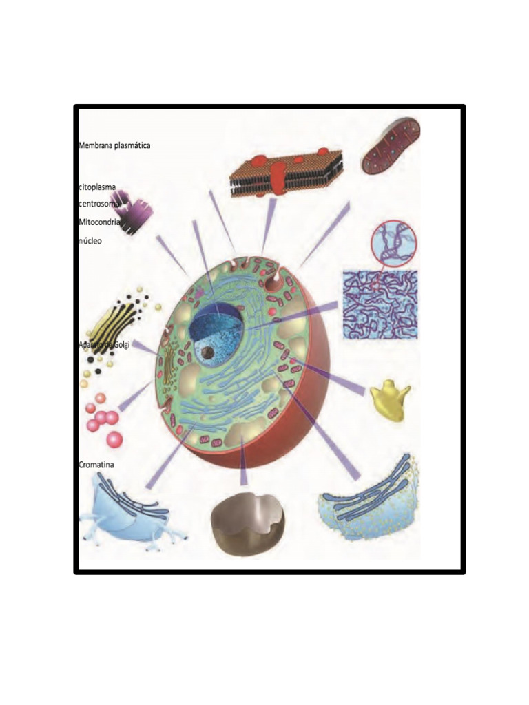 Unidad 1 | PDF | Las bacterias | Microscopio