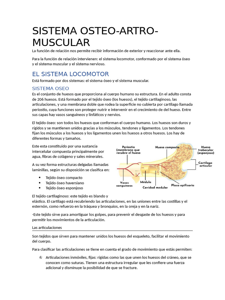 Sistema Osteo-Artro-Muscular | PDF | Articulación | Hueso