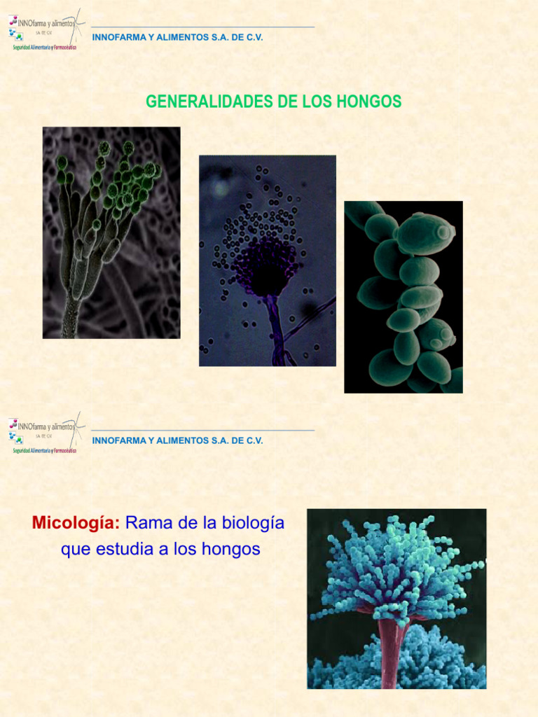 1 +generalidades+hongos+ (Ago-Dic+22) | PDF | Hongo | Levadura