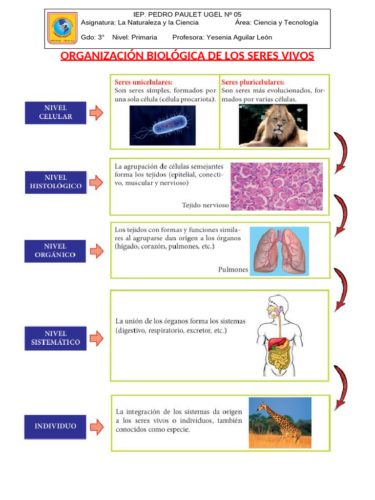 Organización Biológica de Los Seres Vivos Actividad | PDF