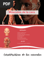 Función e inervación del músculo mentoniano | PDF