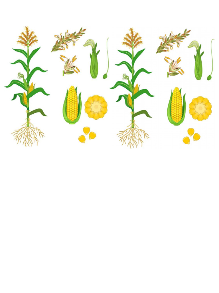 Partes Del Maiz | PDF