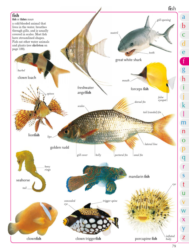 Children - S Illusrated Dictionary-81 | PDF | Fish | Aquatic Vertebrates
