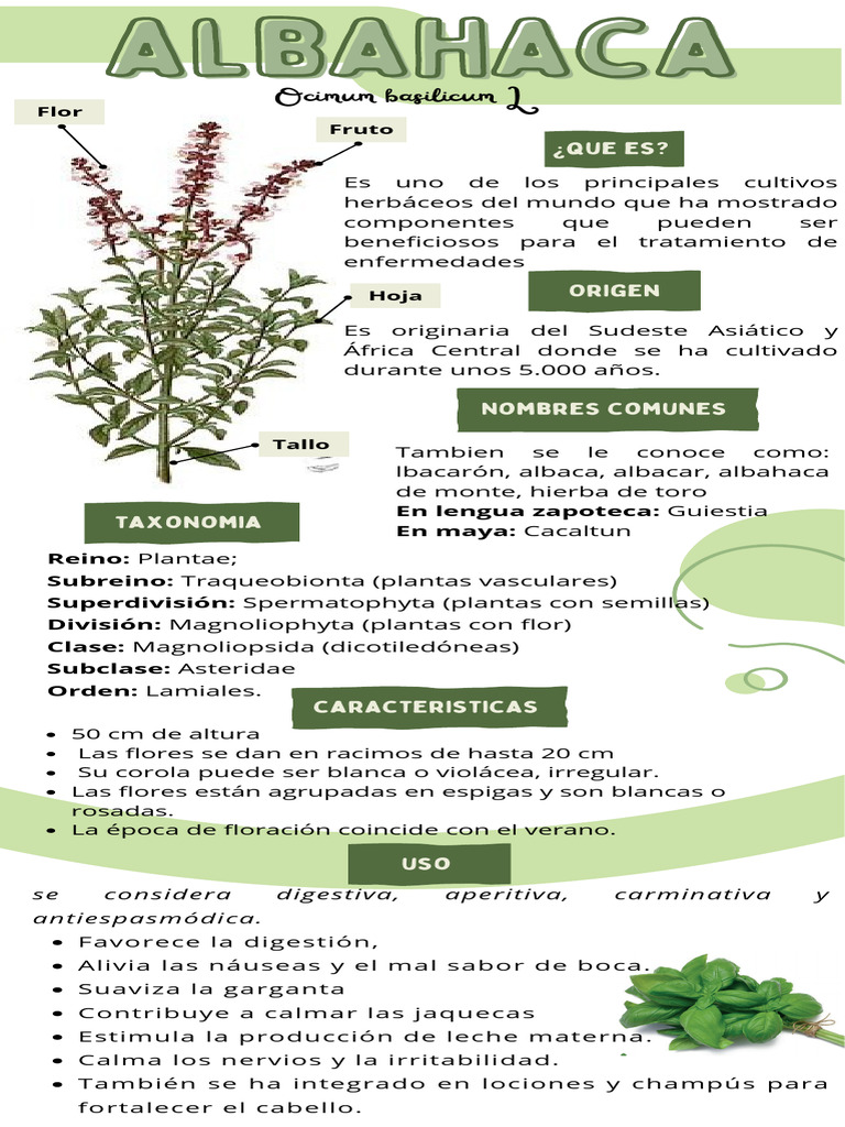 Fichas Plantas Medicinales Pdf Albahaca Botánica