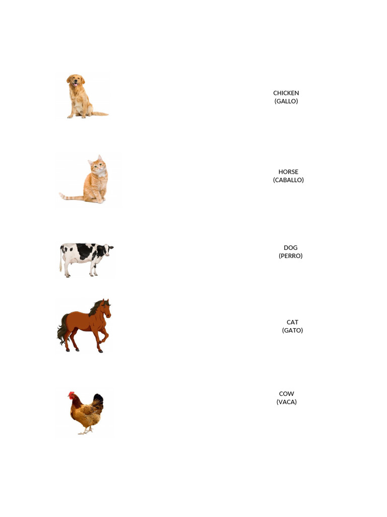 Actividad Ingles Animales 10-03-25 | PDF