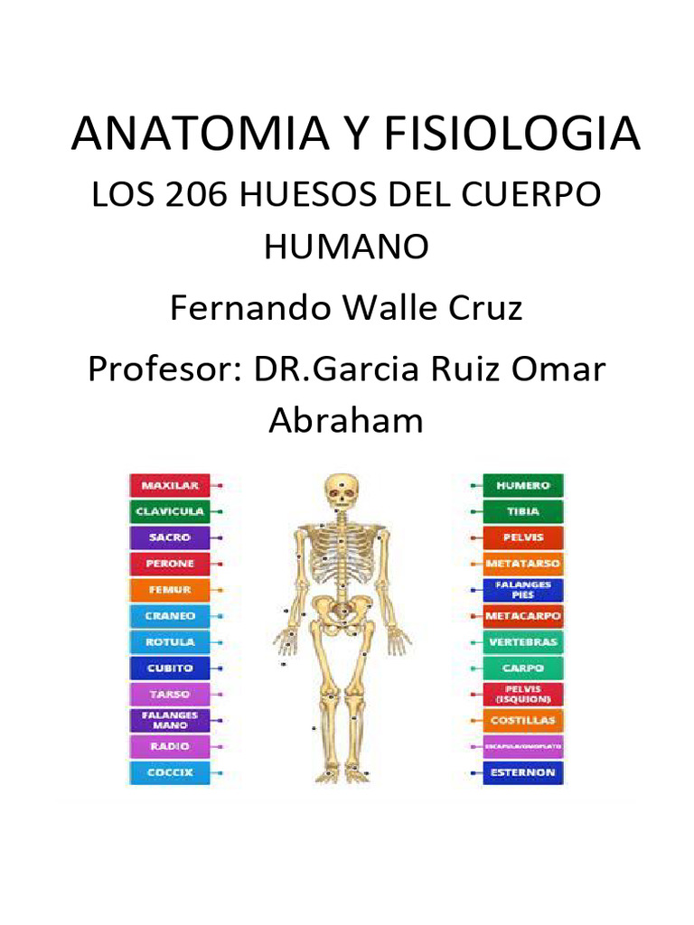 Los 206 Huesos Del Cuerpo Humano | PDF | Esqueleto | Cráneo