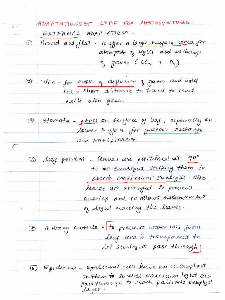 CSEC BIOLOGY Leaf Adaptations For Photsythesis | PDF