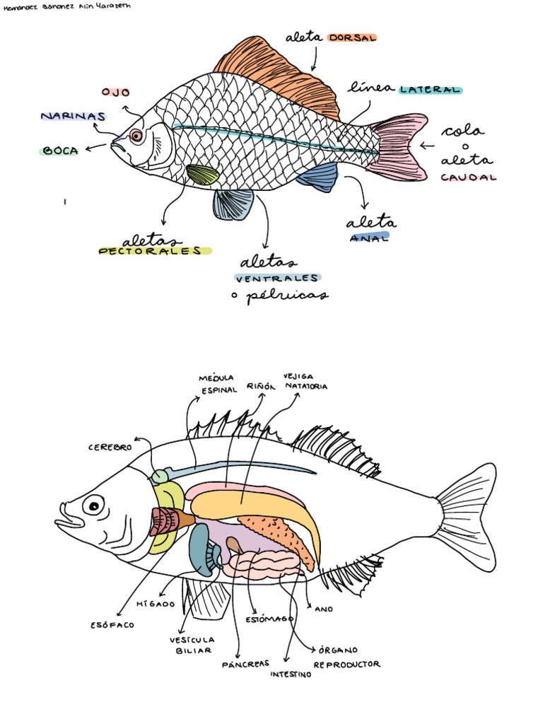 Anatomía y Clasificación de Peces | PDF | Branquia | Pescado