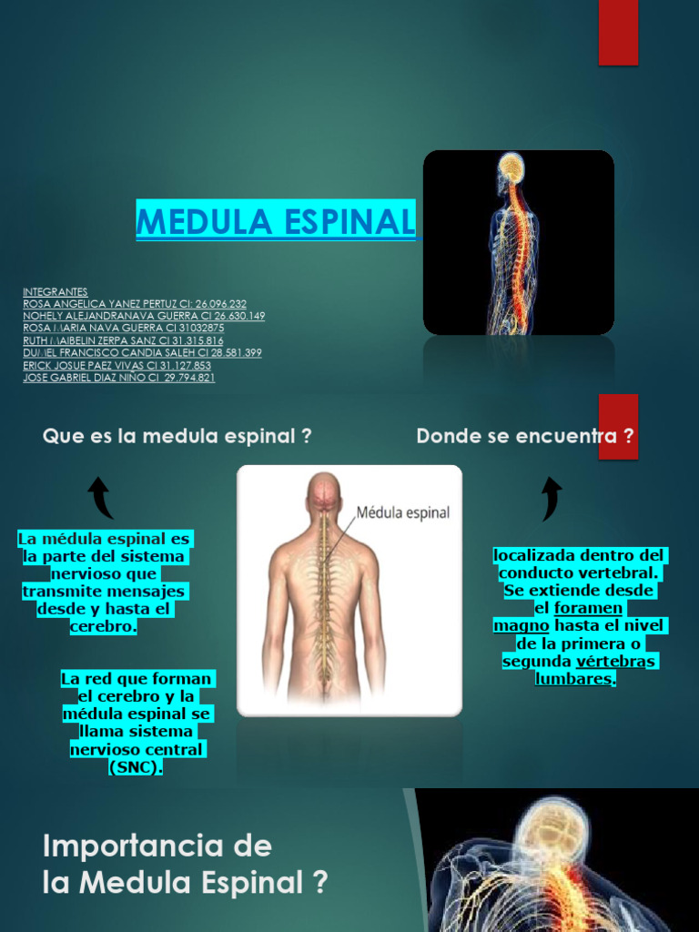 Medula Espinal | PDF | Médula espinal | Sistema nervioso central
