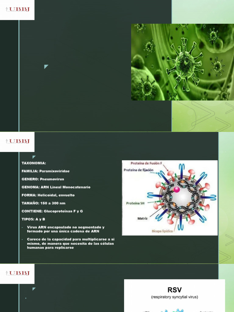 Virus Sincitial Respiratorio: Información Clave | PDF | Virus | Tos
