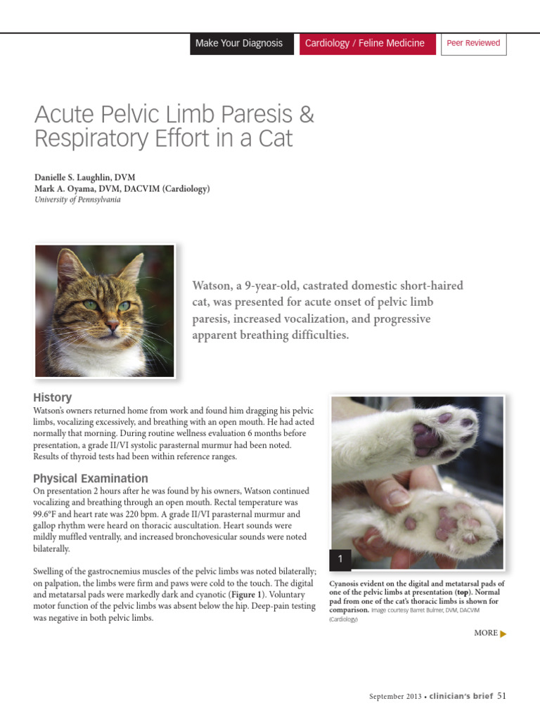 Cat Acute Limb Paresis Diagnosis Guide | PDF | Heart Failure | Heart