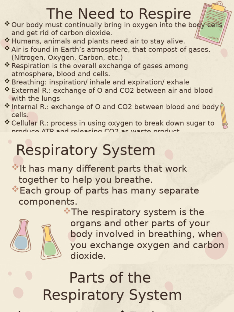 W12-Respiratory&Circulatory System | PDF | Lung | Artery