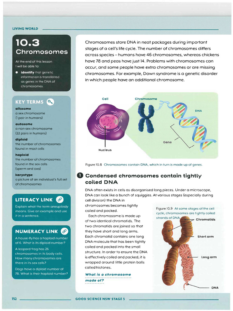chromosomes | PDF