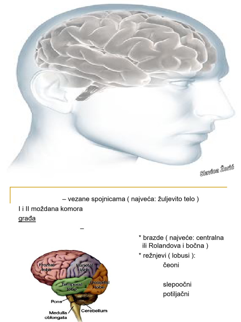 Veliki Mozak I Periferni Nervni Sistem | PDF