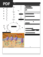 Answer Key Cellular Respiration Pogil | PDF | Cellular Respiration ...