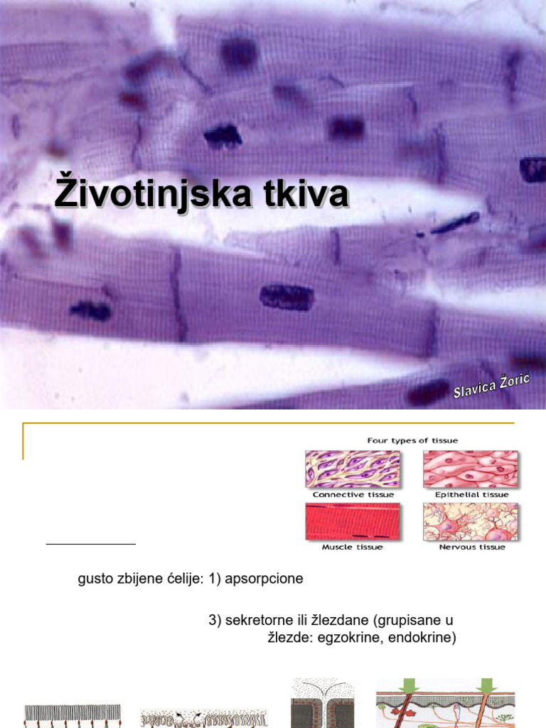 Životinjska Tkiva | PDF