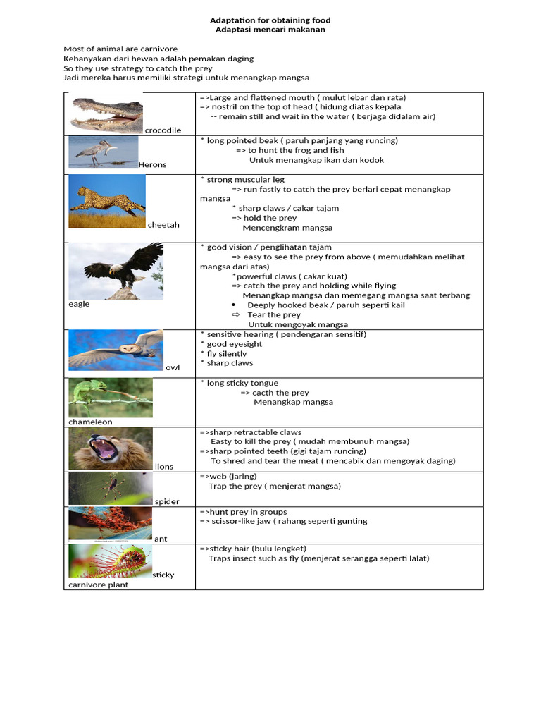 Adaptation For Obtaining Food | PDF | Predation | Zoology