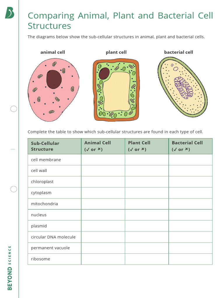 Comparing Cells Worksheet | PDF