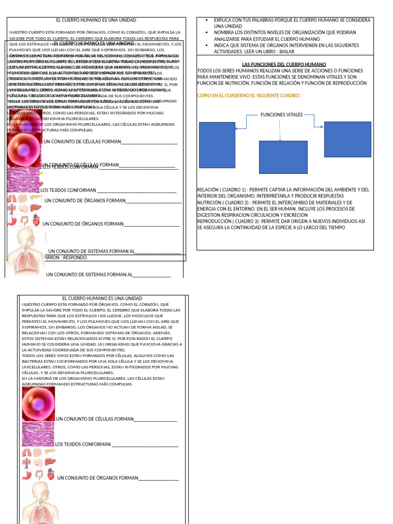 El Cuerpo Humano Es Una Unidad 1 | PDF | Organismos | Biología Celular)