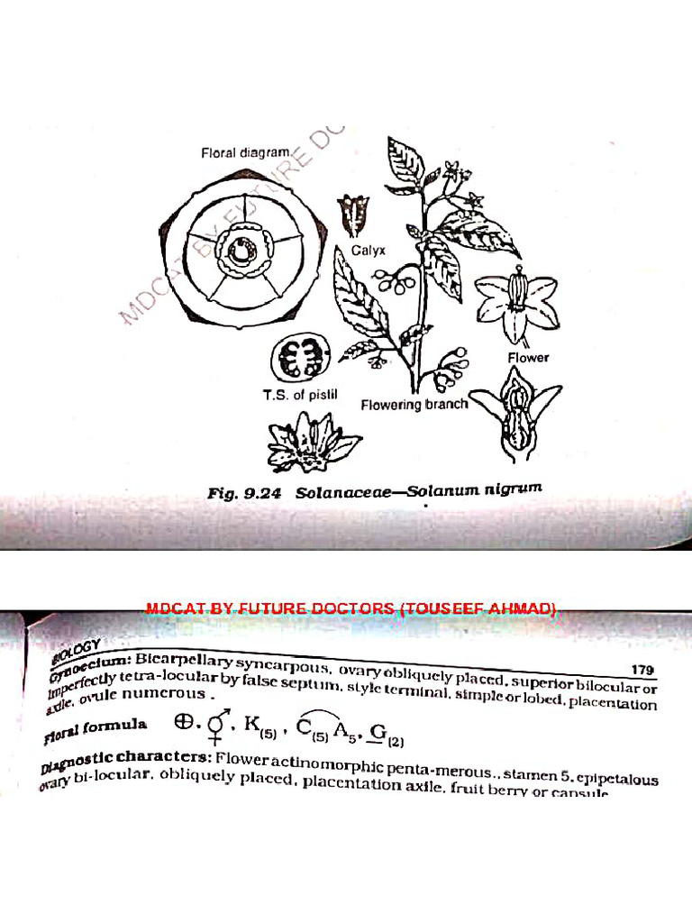 Floral Diagrams and Formula | PDF