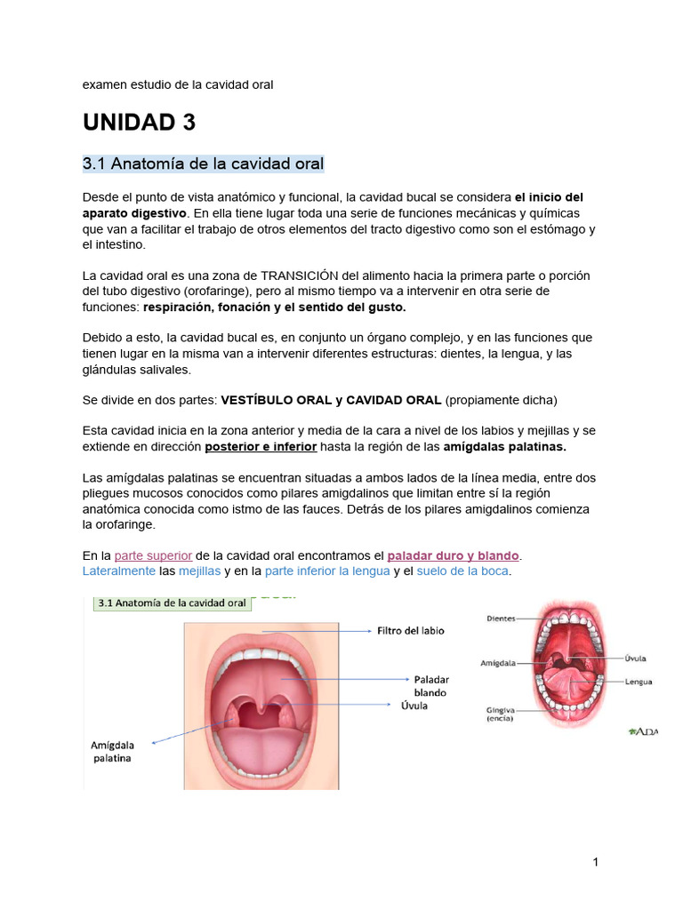 Anatomía de la Cavidad Oral y Funciones | PDF | Saliva | Boca