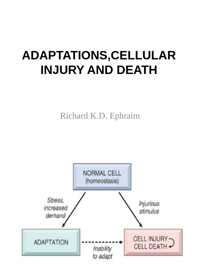 Adaptations, Cellular Injury and Death | PDF | Necrosis | Apoptosis