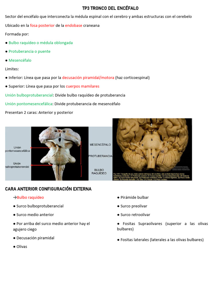 Tronco Encefalico | PDF | Cerebelo | Tronco encefálico