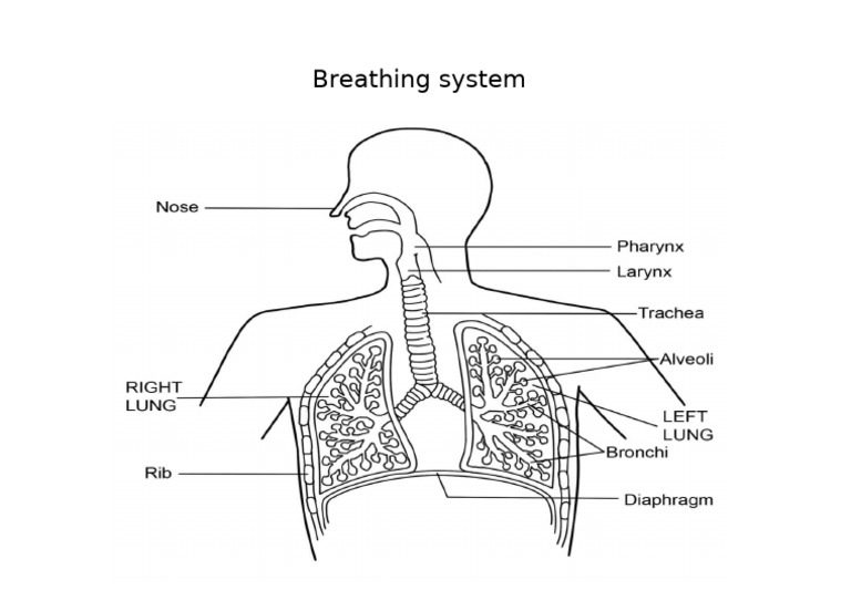 Breath | PDF
