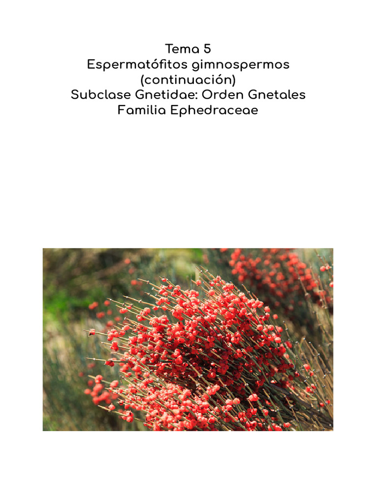 Tema 5. Subclase Gnetidae. Orden Gnetales. Familia Ephedraceae | PDF ...