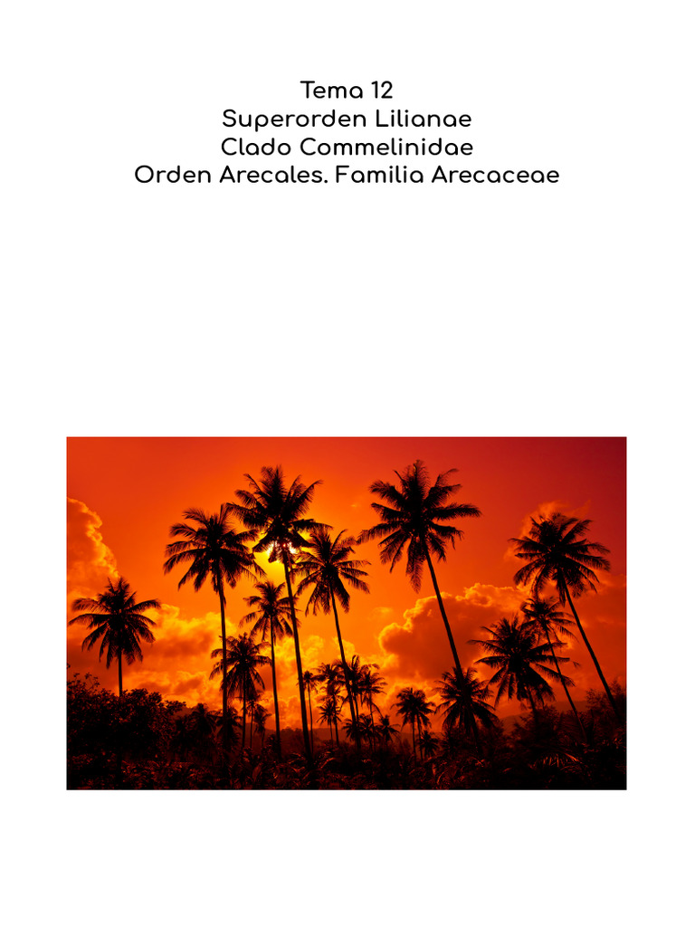 Orden Arecales y su familia Arecaceae | PDF | Arecaceae | Hoja