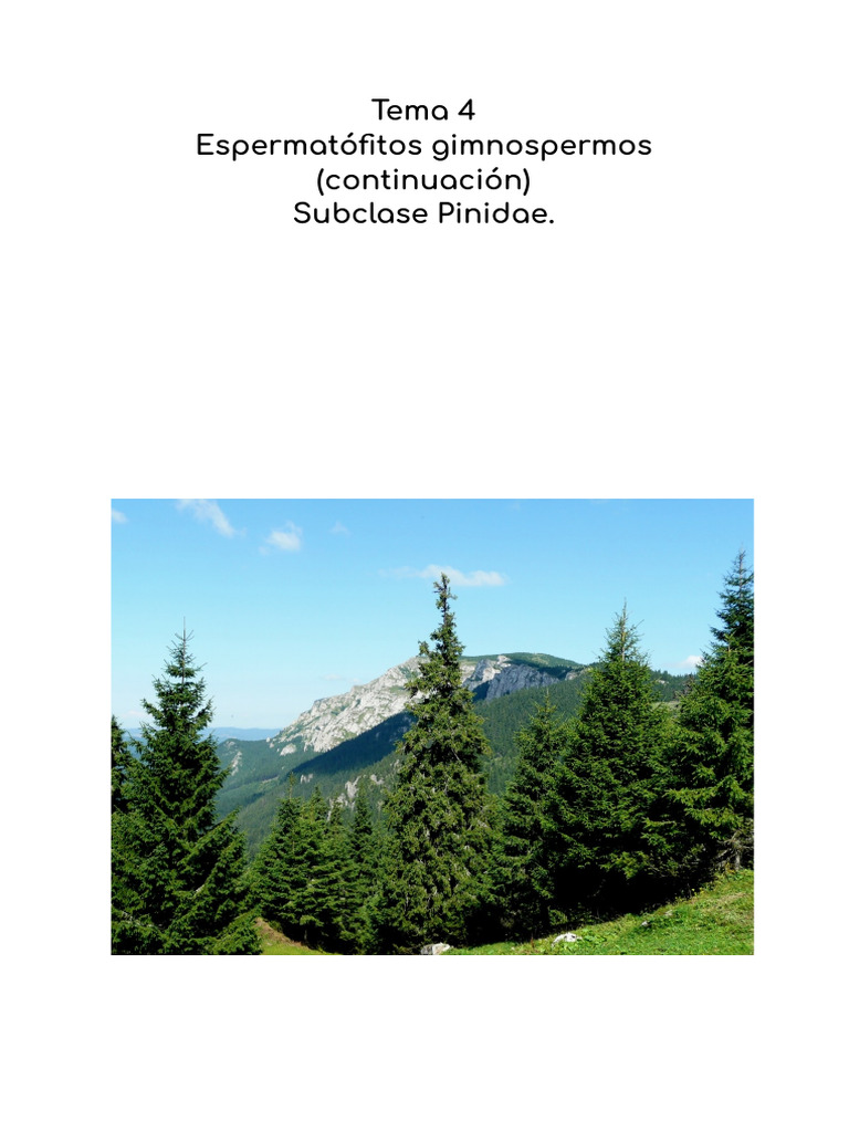 Tema 4. Espermatófitos gimnospermos (continuación) Subclase Pinidae ...
