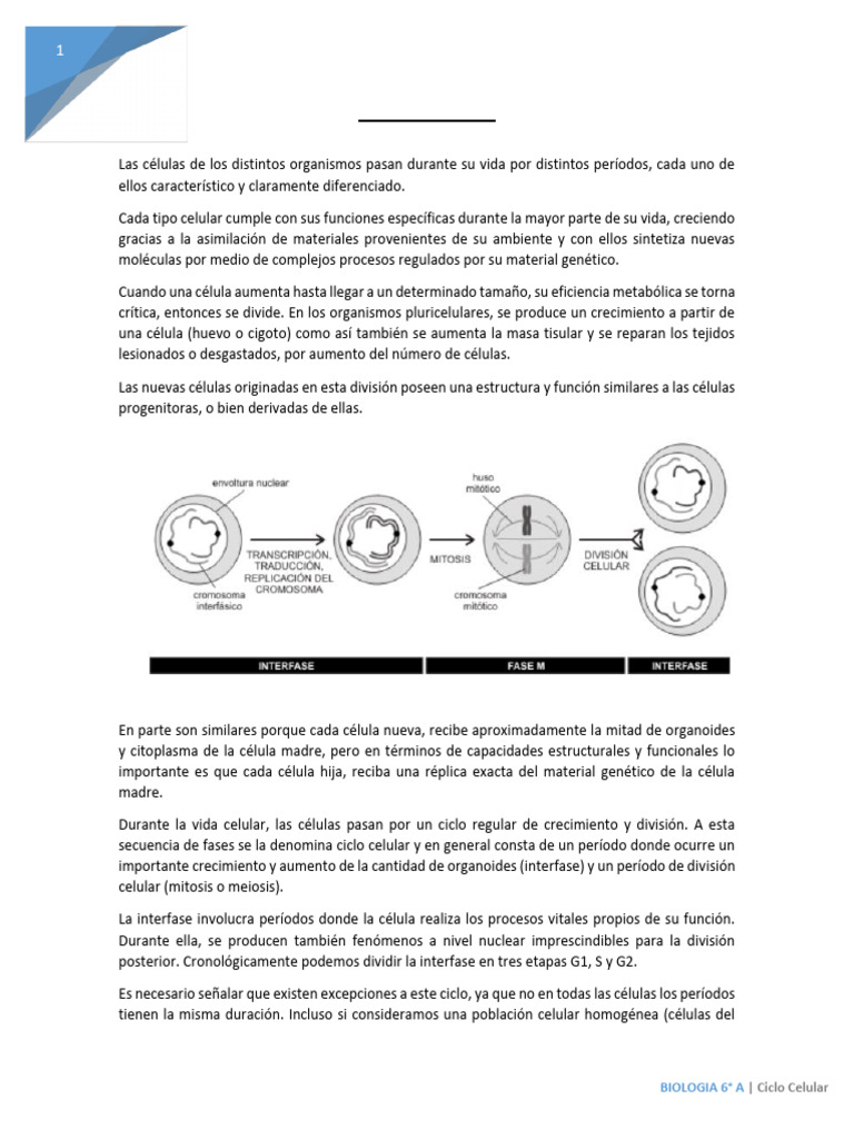 Ciclo Celular | PDF | Replicación De Adn | Adn