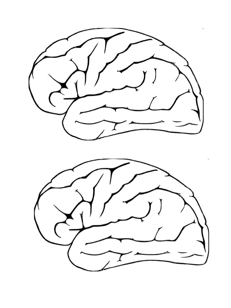 Brain Template | PDF