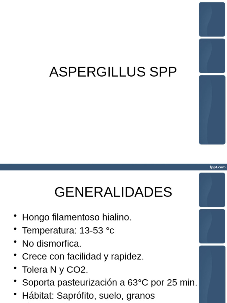 Aspergillus SPP | PDF