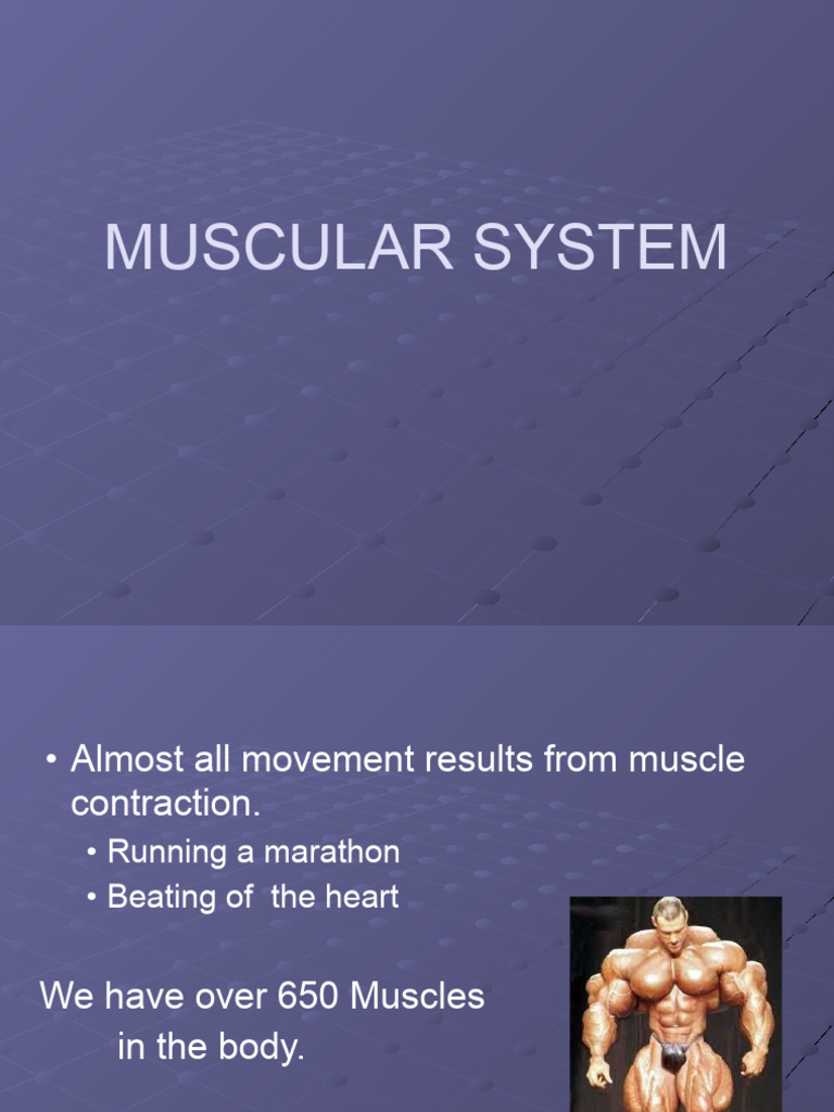 2024 Muscular System | PDF | Muscle Contraction | Skeletal Muscle