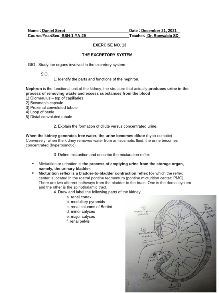 Nephron Functions and Micturition Explained | PDF
