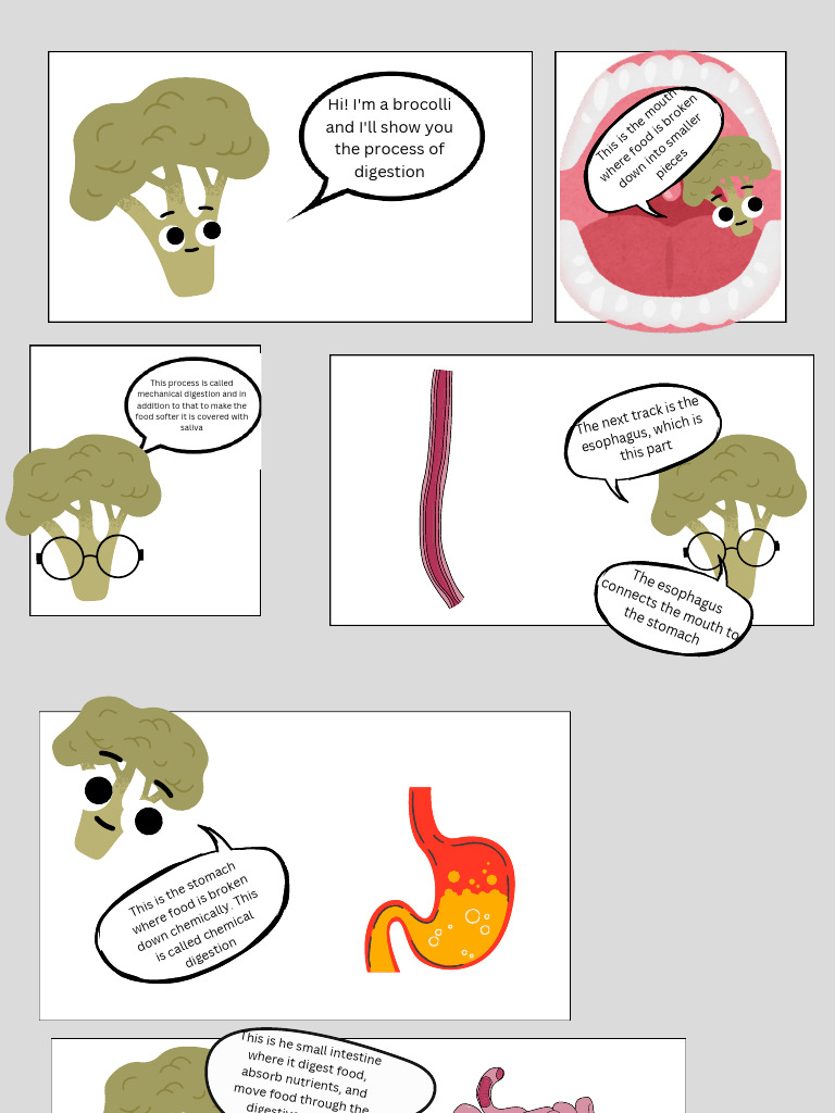 Digestive System Journey Comic Strip | PDF | Biology | Digestive System