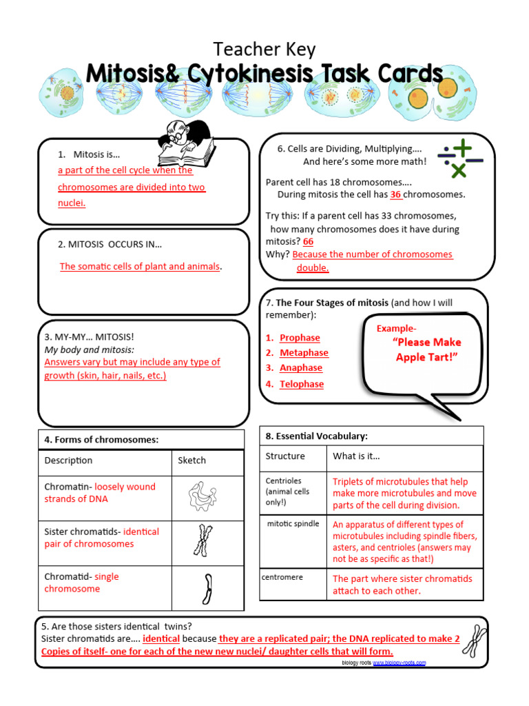 Mitosis & Cytokinesis Overview | PDF | Mitosis | Cell (Biology)
